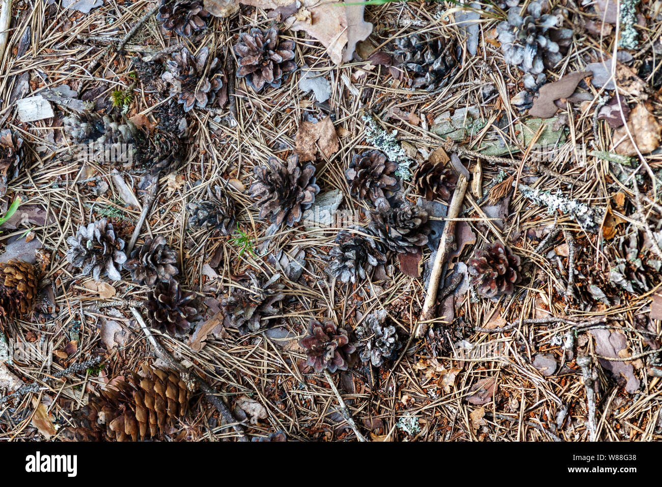 Background pine cones Stock Photo - Alamy