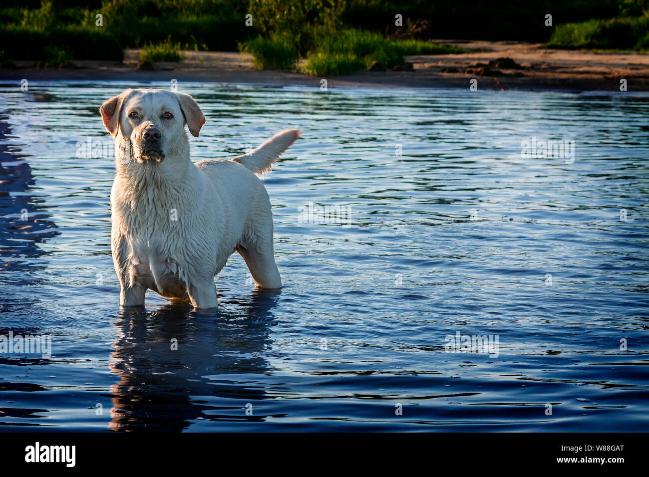 White labrador retriever stands in hi-res stock photography and images ...