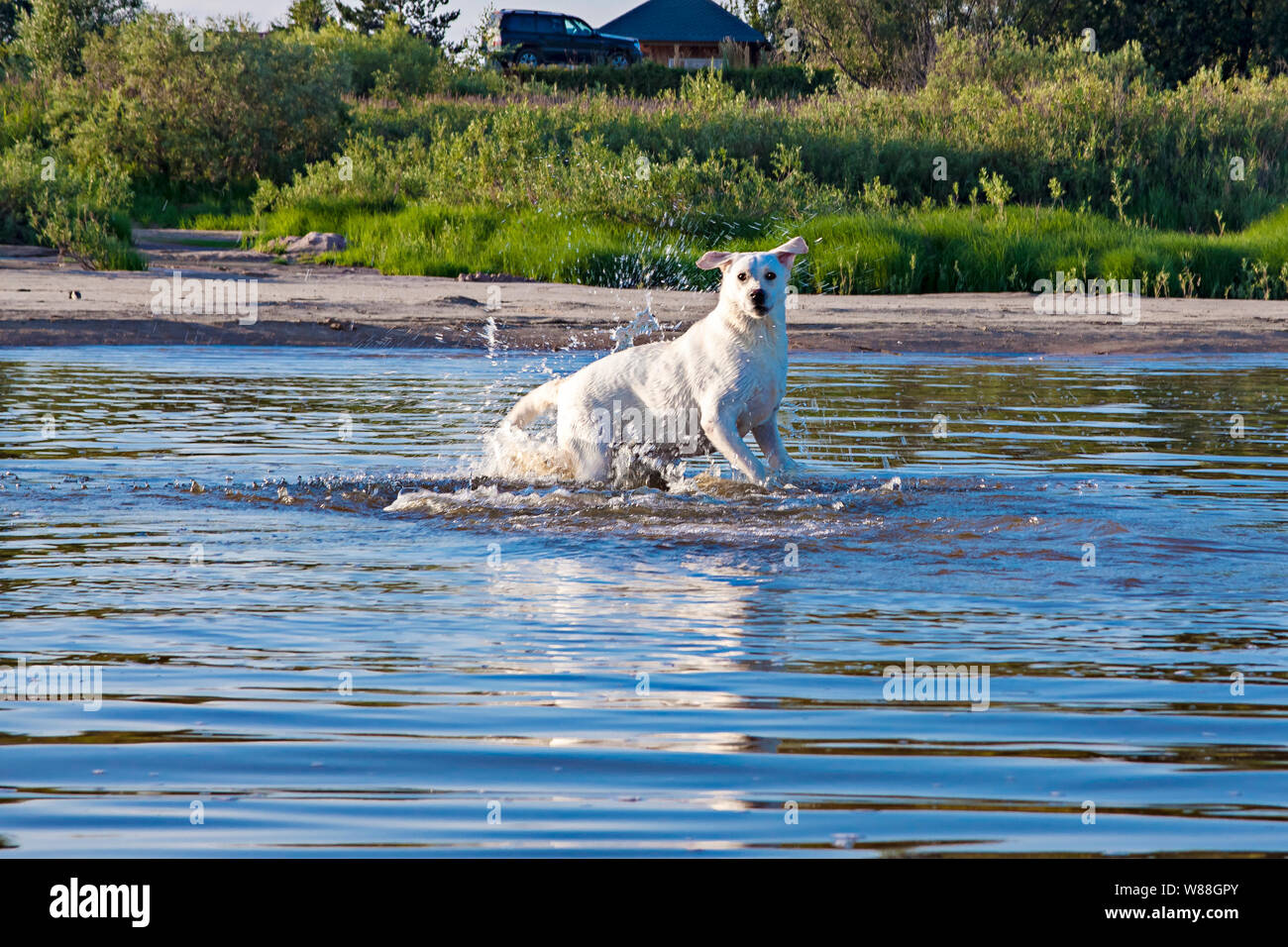 Dog runs on water Stock Photo - Alamy