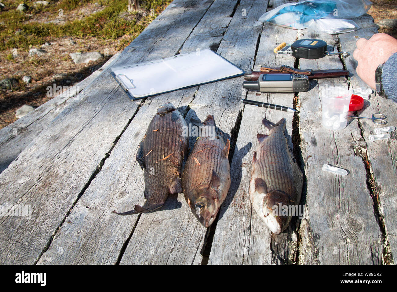 Ichthyological ichthyology hi-res stock photography and images - Alamy