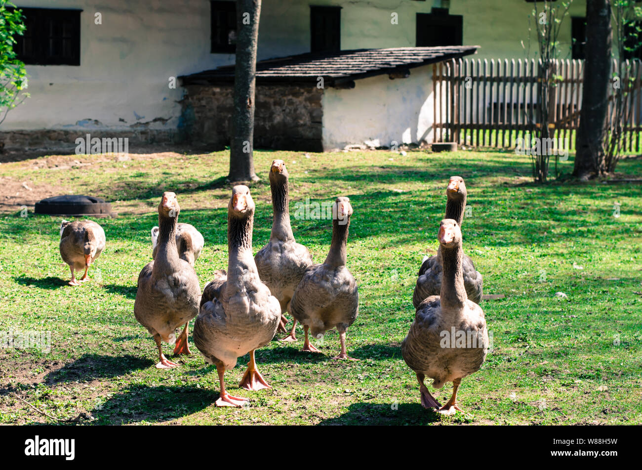 group of goose in a farm Stock Photo - Alamy