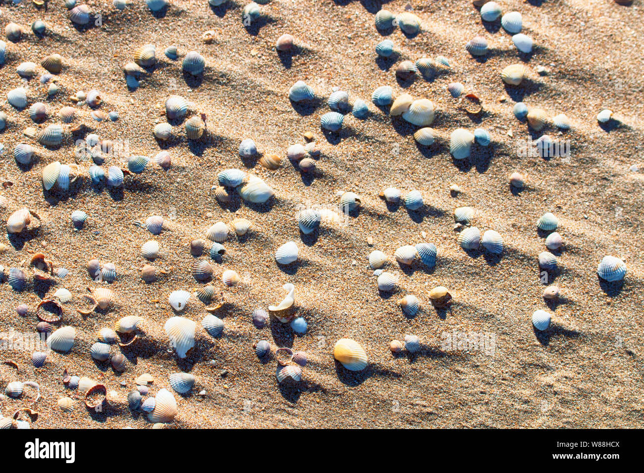 Coquina bed hi-res stock photography and images - Alamy