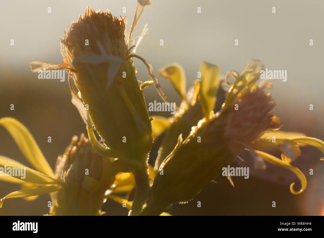 Enlarged flowers (even outwardly simple) look amazingly beautiful when ...