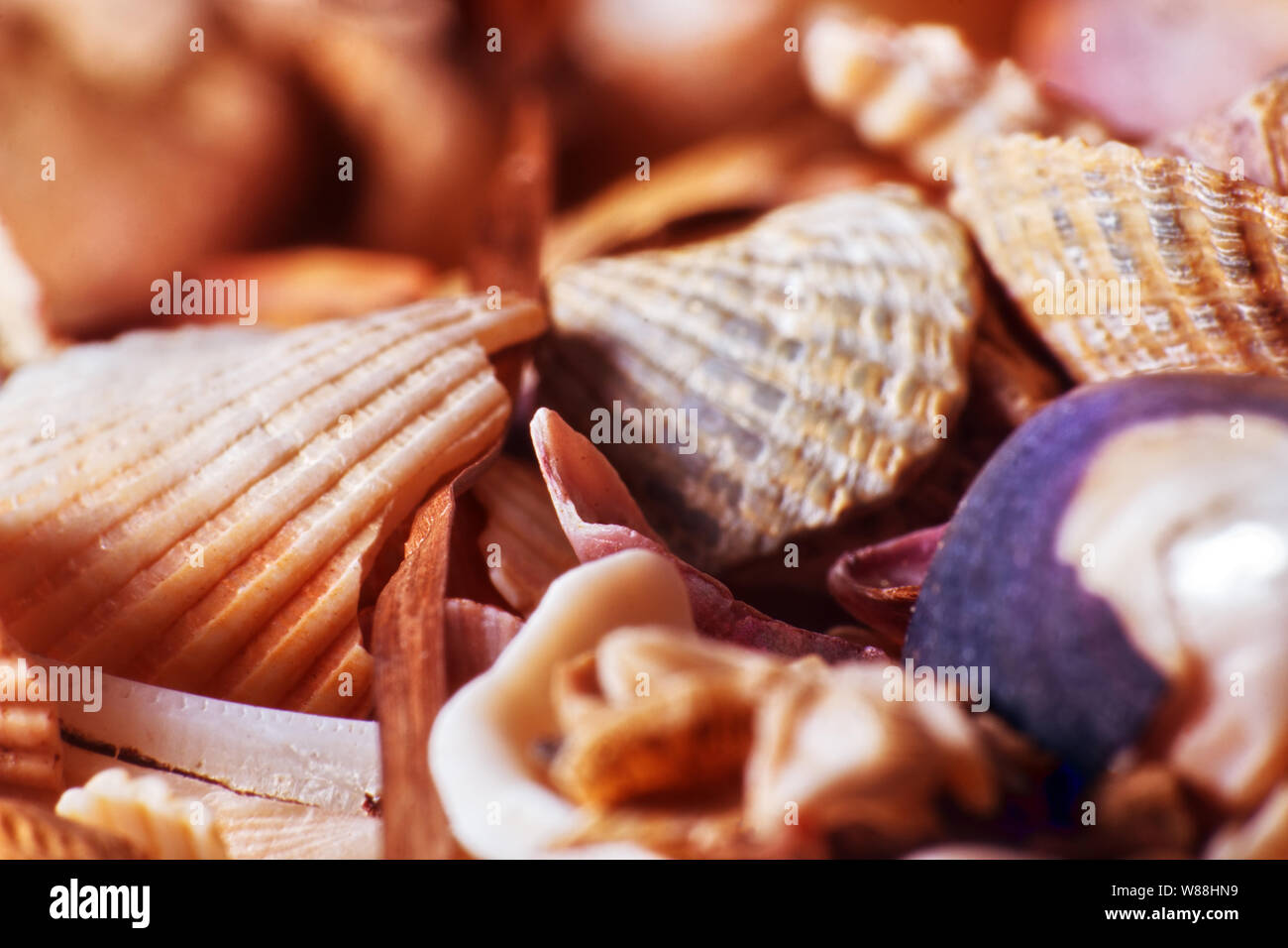Inside the sea summer beach on the South sea. Pieces of shells and ...