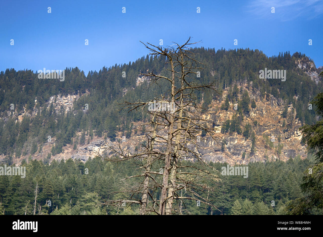 Sparse coniferous forest on the dry slope of the Pre-Himalayas. India ...
