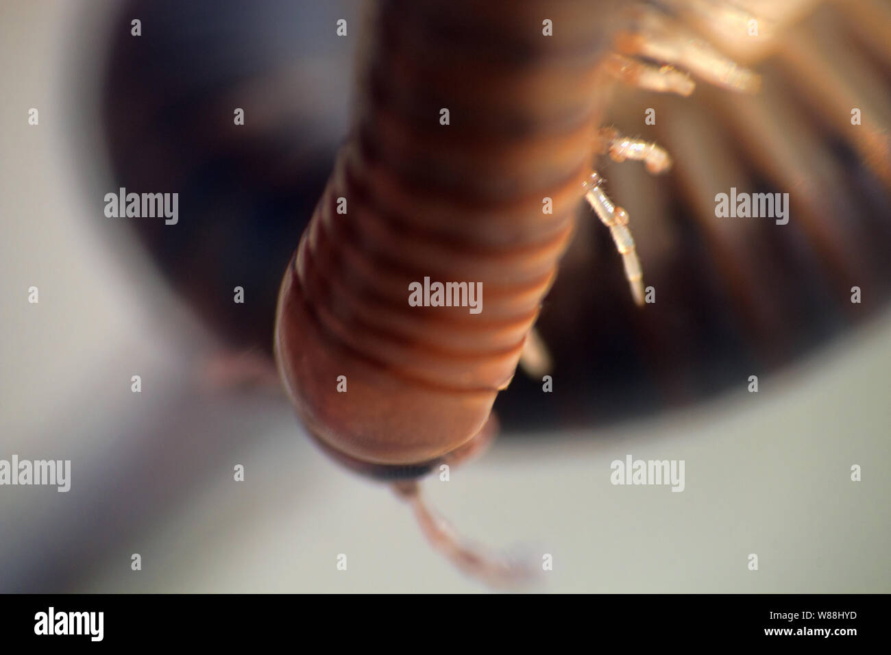 centipede on black sea coast vegetable-eating millipedes (Julidae ...