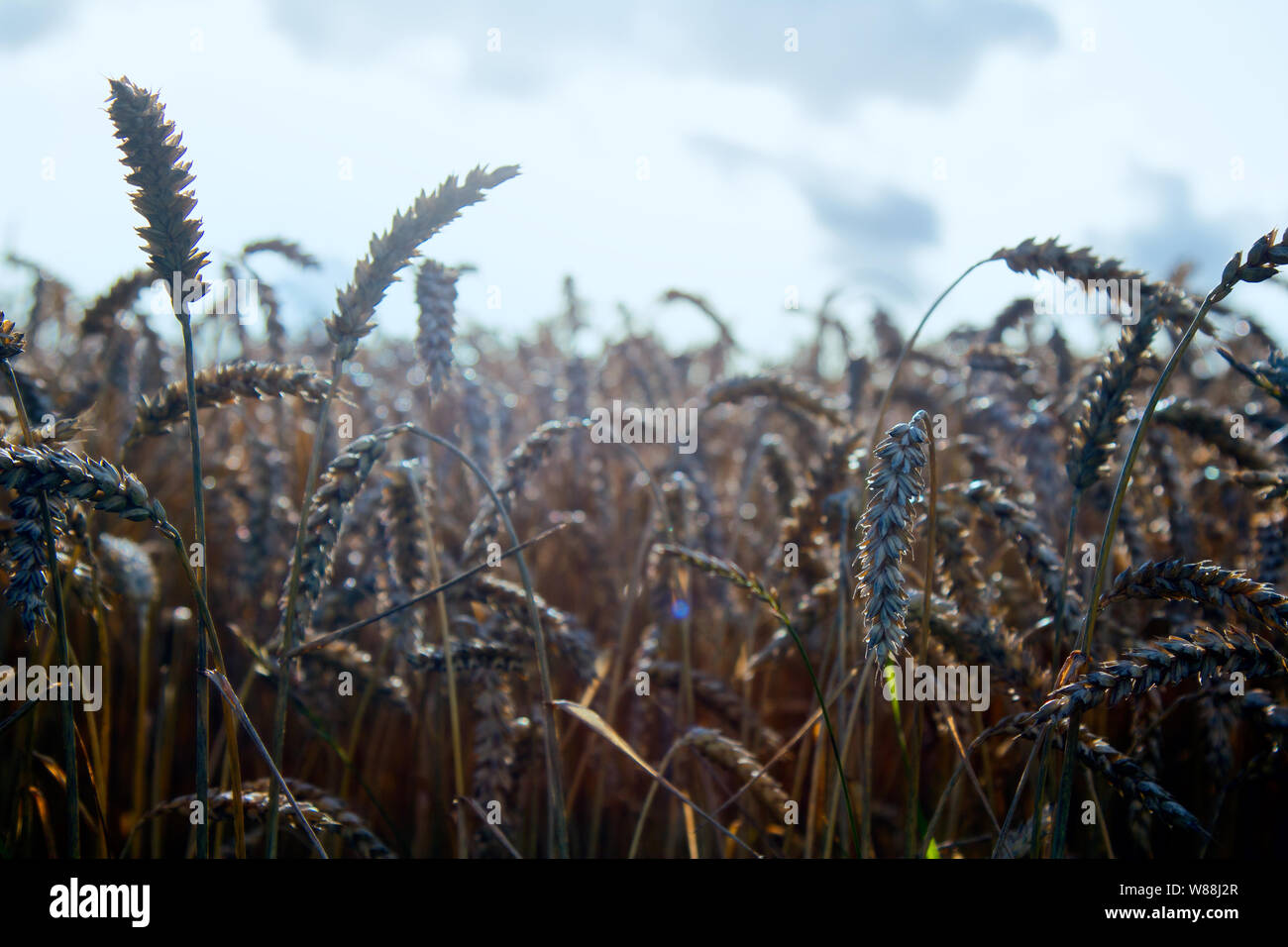 Wheat fields in Europe, white wheat or awnless wheat Stock Photo - Alamy