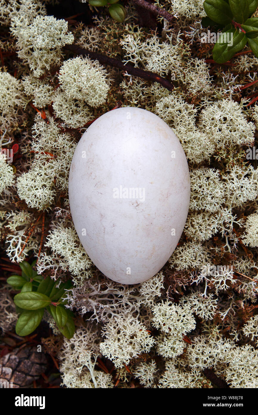 Guide to bird nests. The egg of the wild goose (Bean goose, Anser ...