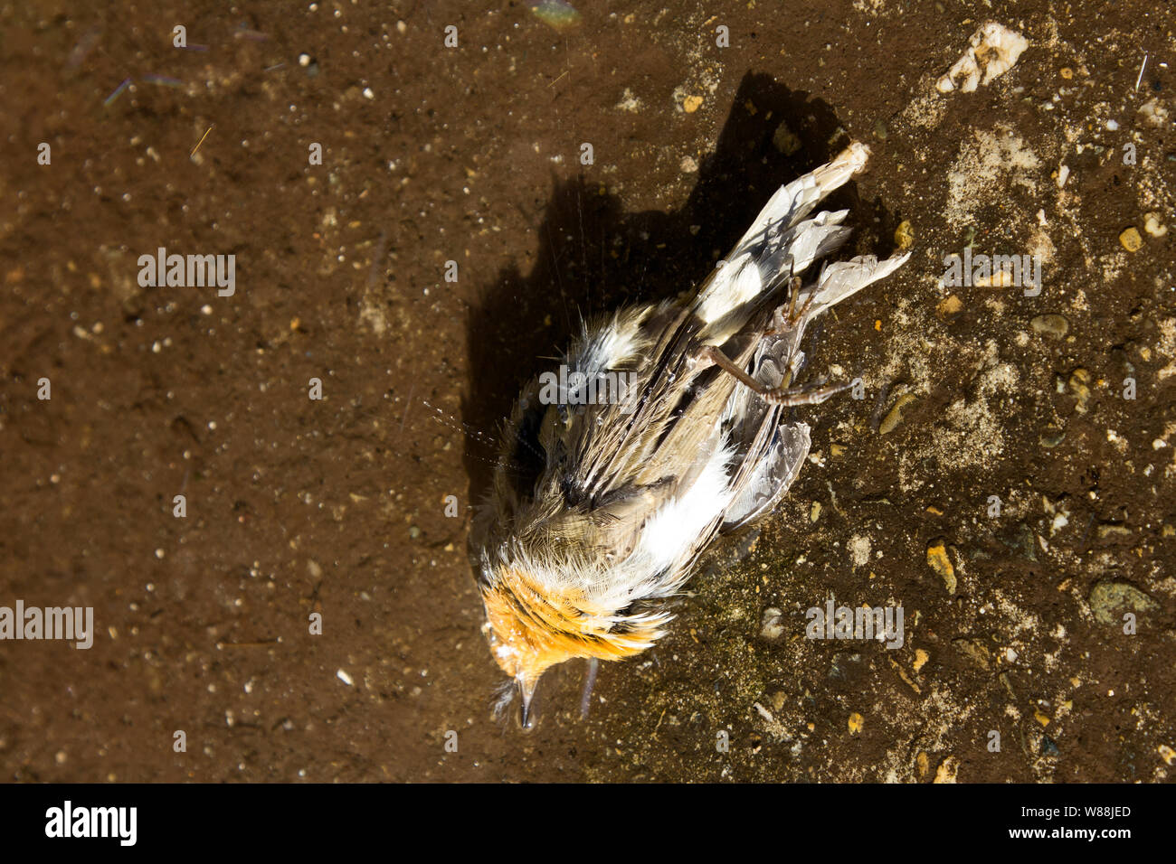 Mass death bird hi-res stock photography and images - Alamy