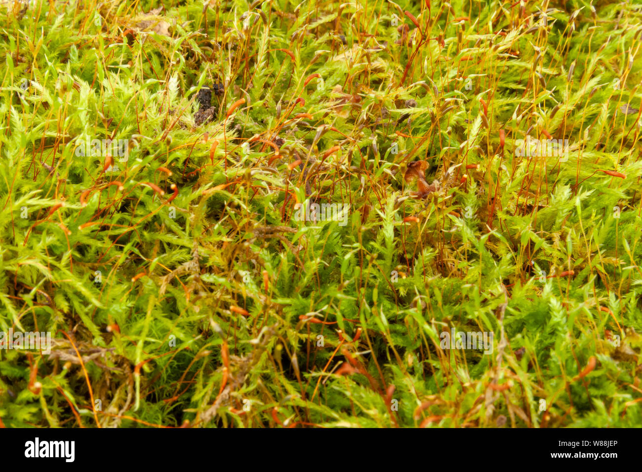 Natural moss in autumn in the forest, close-up Stock Photo - Alamy