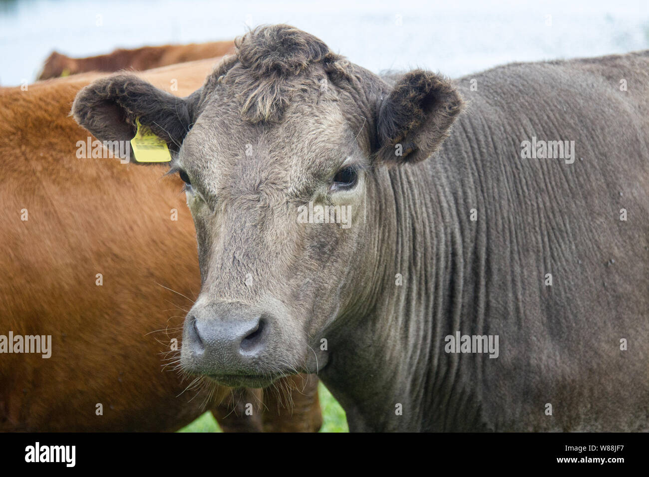 Tagging cows and calves hi-res stock photography and images - Alamy