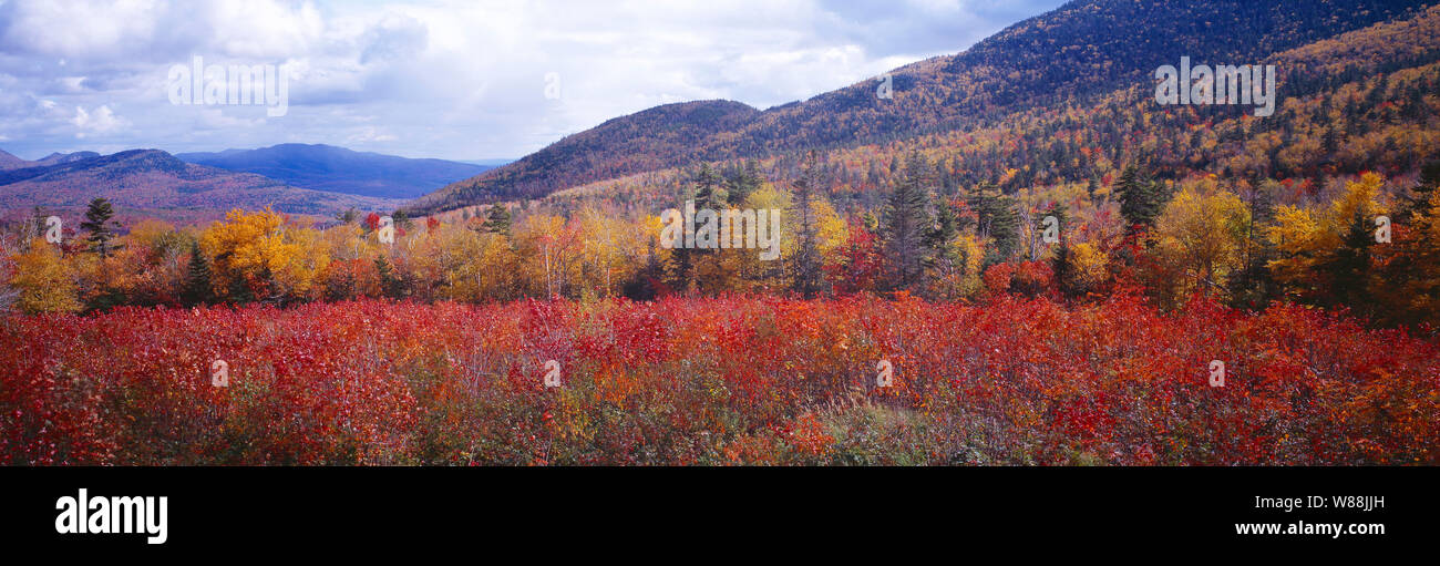 USA. New Hampshire. White Mountain National Forest. Trees in fall ...