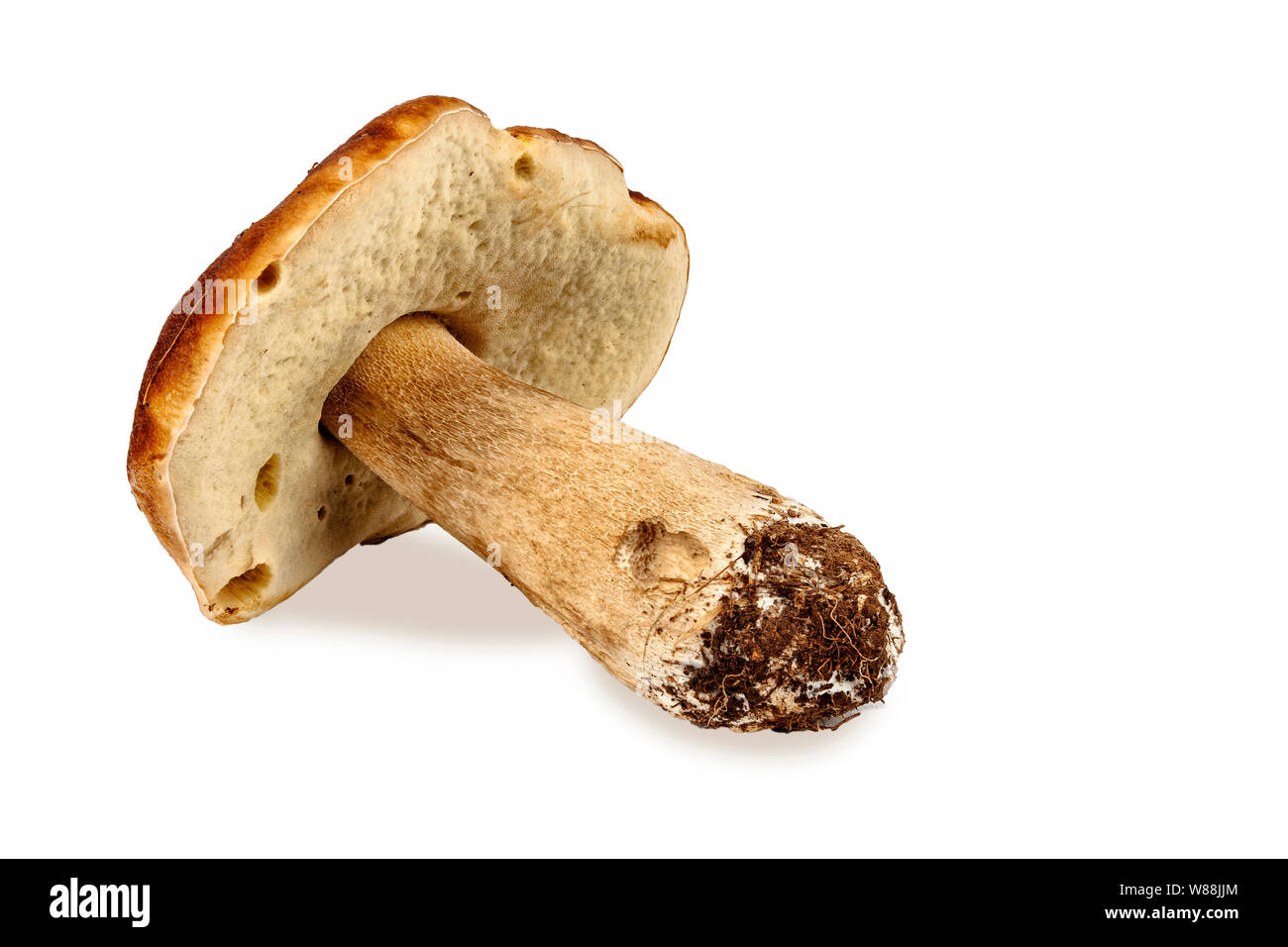 Large natural porcini on white background, isolate Stock Photo - Alamy