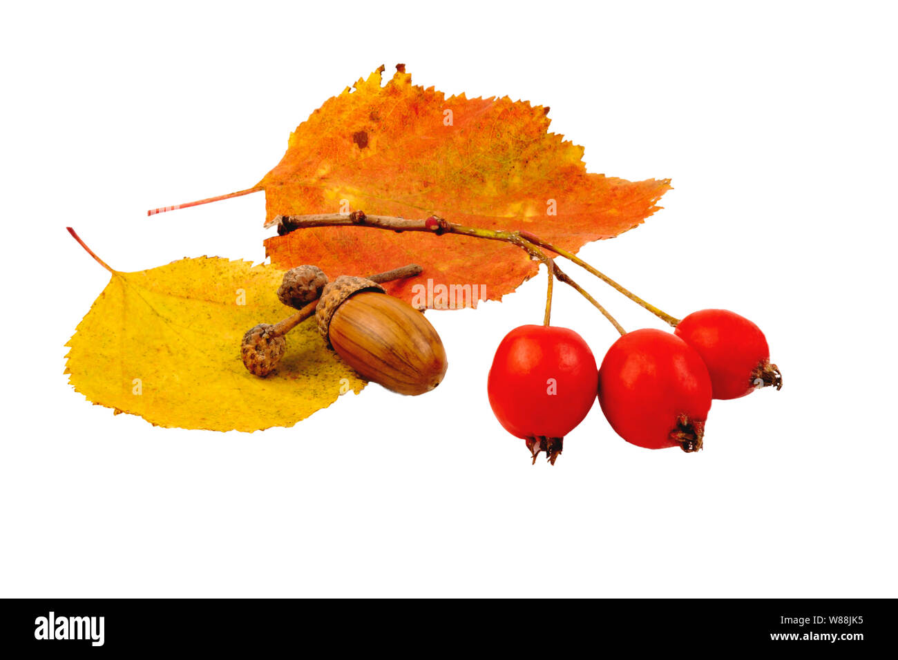 Wreath autumn leaves berries Cut Out Stock Images & Pictures - Alamy
