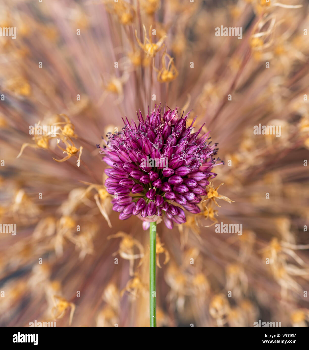 Fresh red chive blossom in front of a withered dried golden allium ...