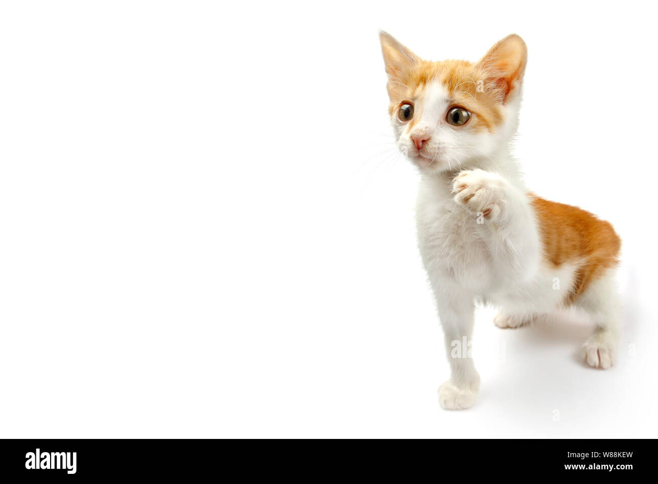 Little kitten with raised paw on white background Stock Photo - Alamy