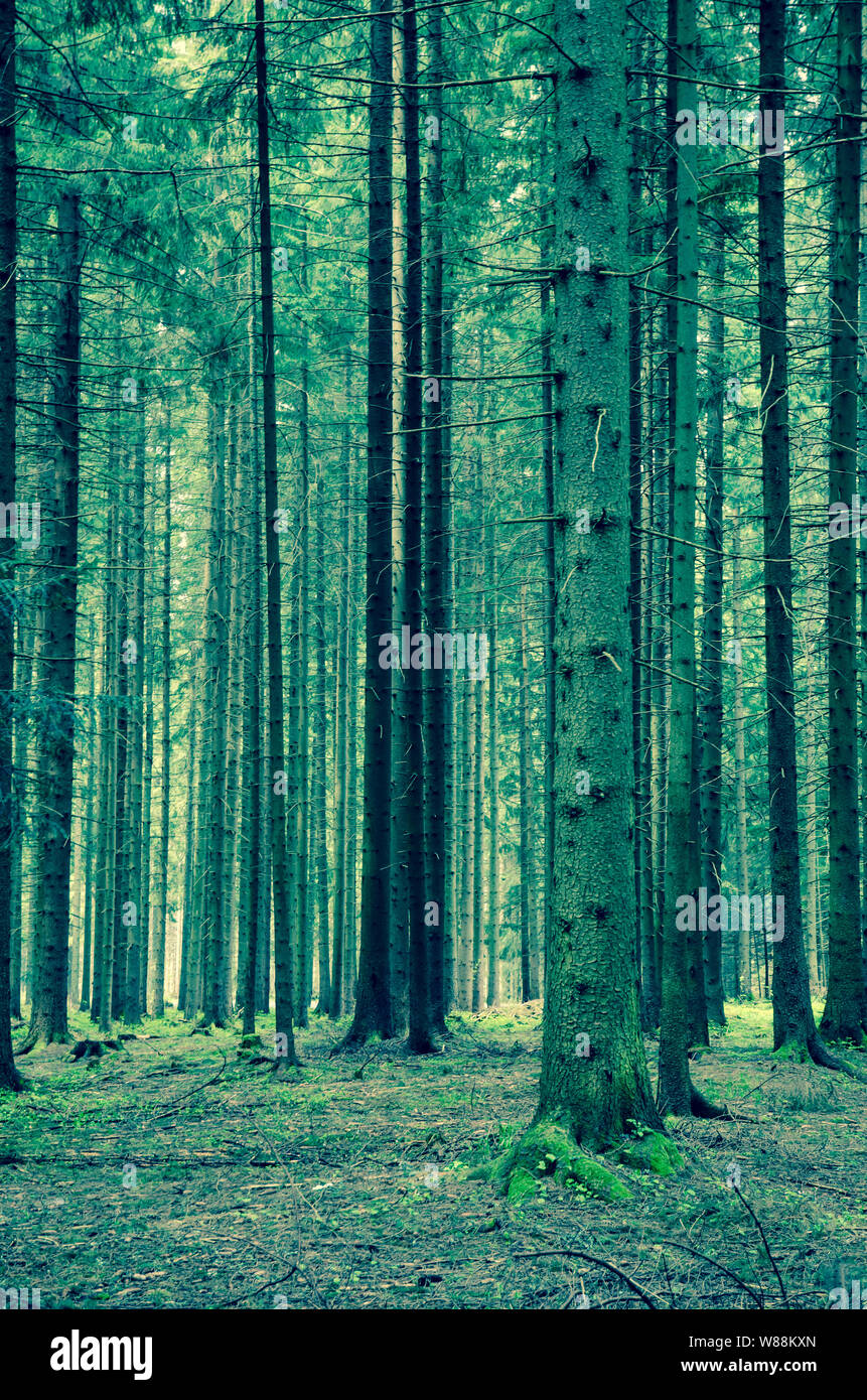 high trees in green forrest Stock Photo - Alamy