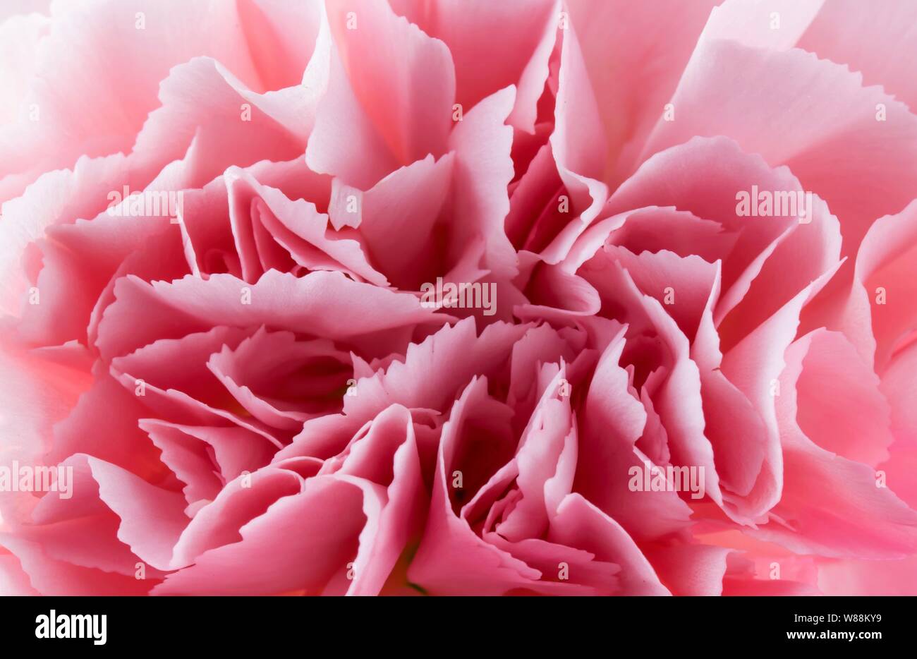 Pink carnation hi-res stock photography and images - Alamy
