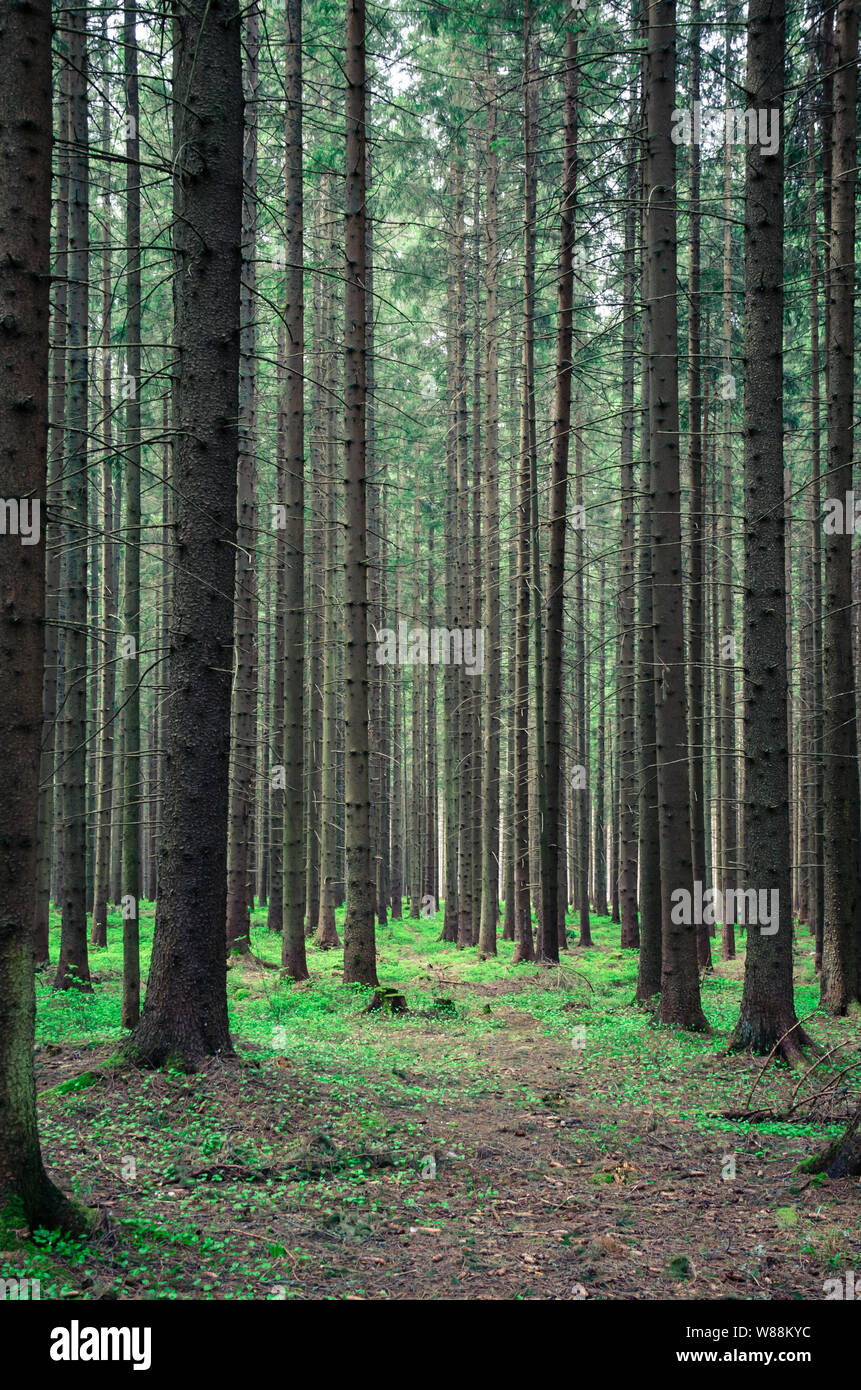 high trees in green forrest Stock Photo - Alamy