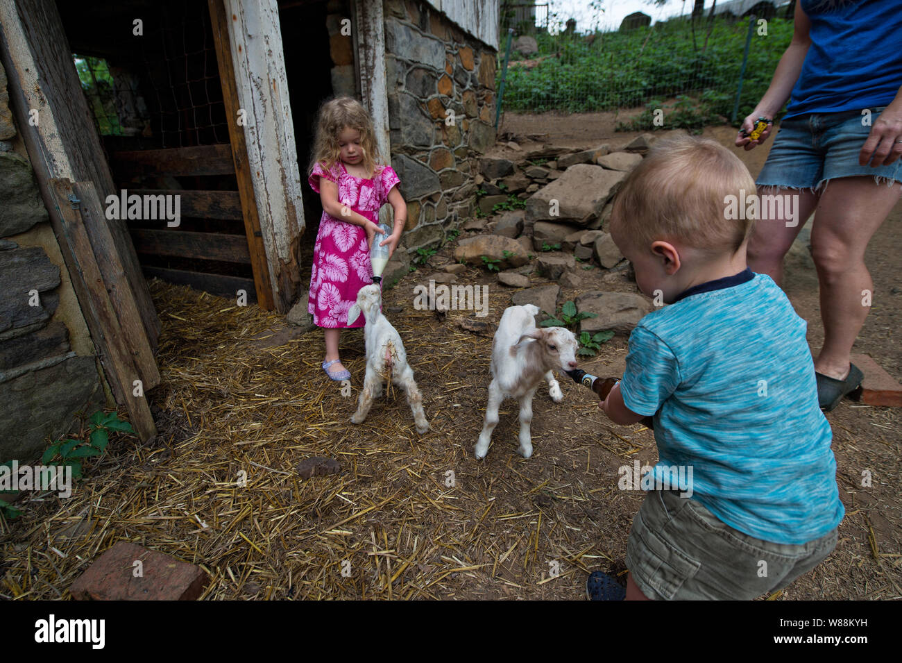 UNITED STATES - June 7, 2019: Mabel, Doolan and Molly Kroiz feed week ...
