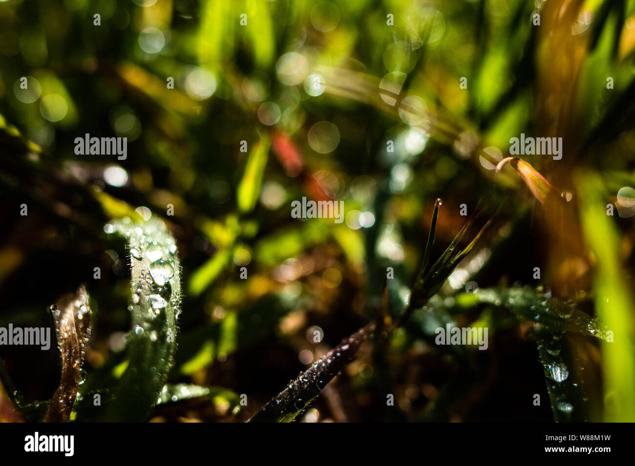 Green grass close up still with wet moist water drops Stock Photo - Alamy