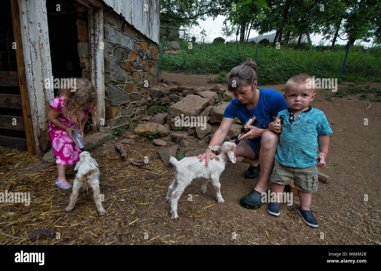 Old photo goats hi-res stock photography and images - Alamy