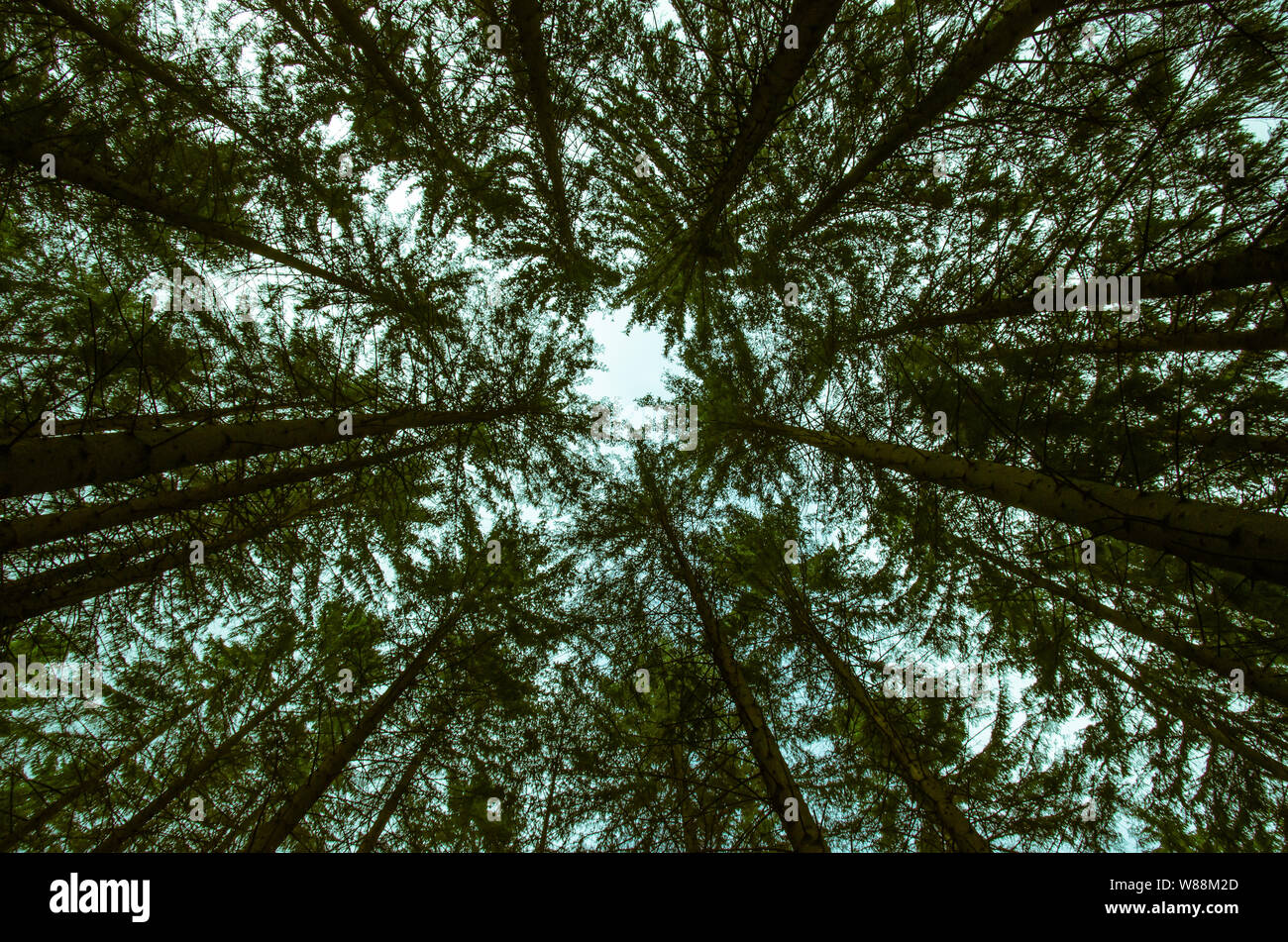 high trees in green forrest Stock Photo - Alamy