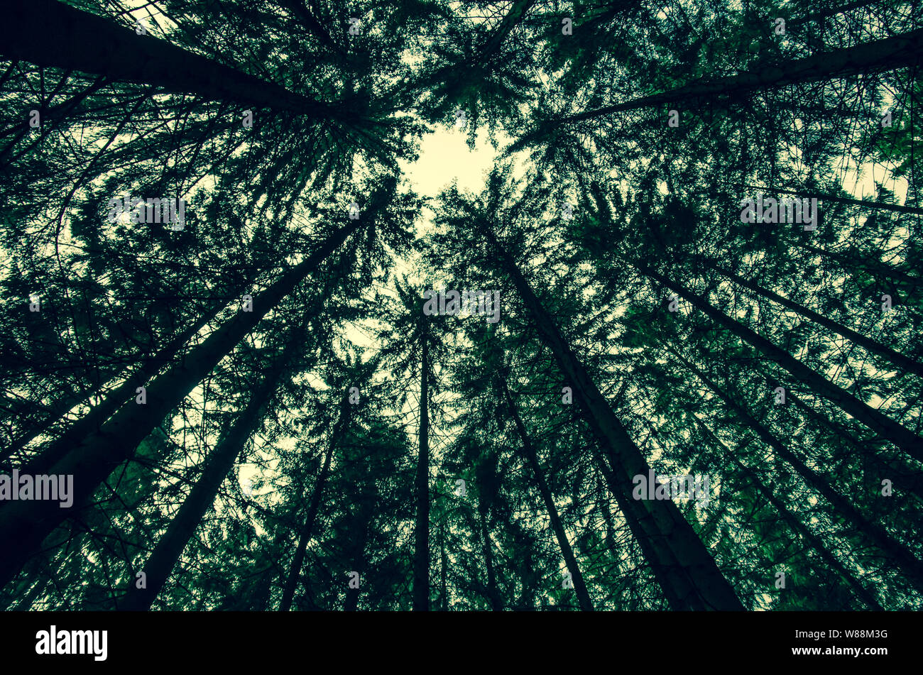 high trees in green forrest Stock Photo - Alamy