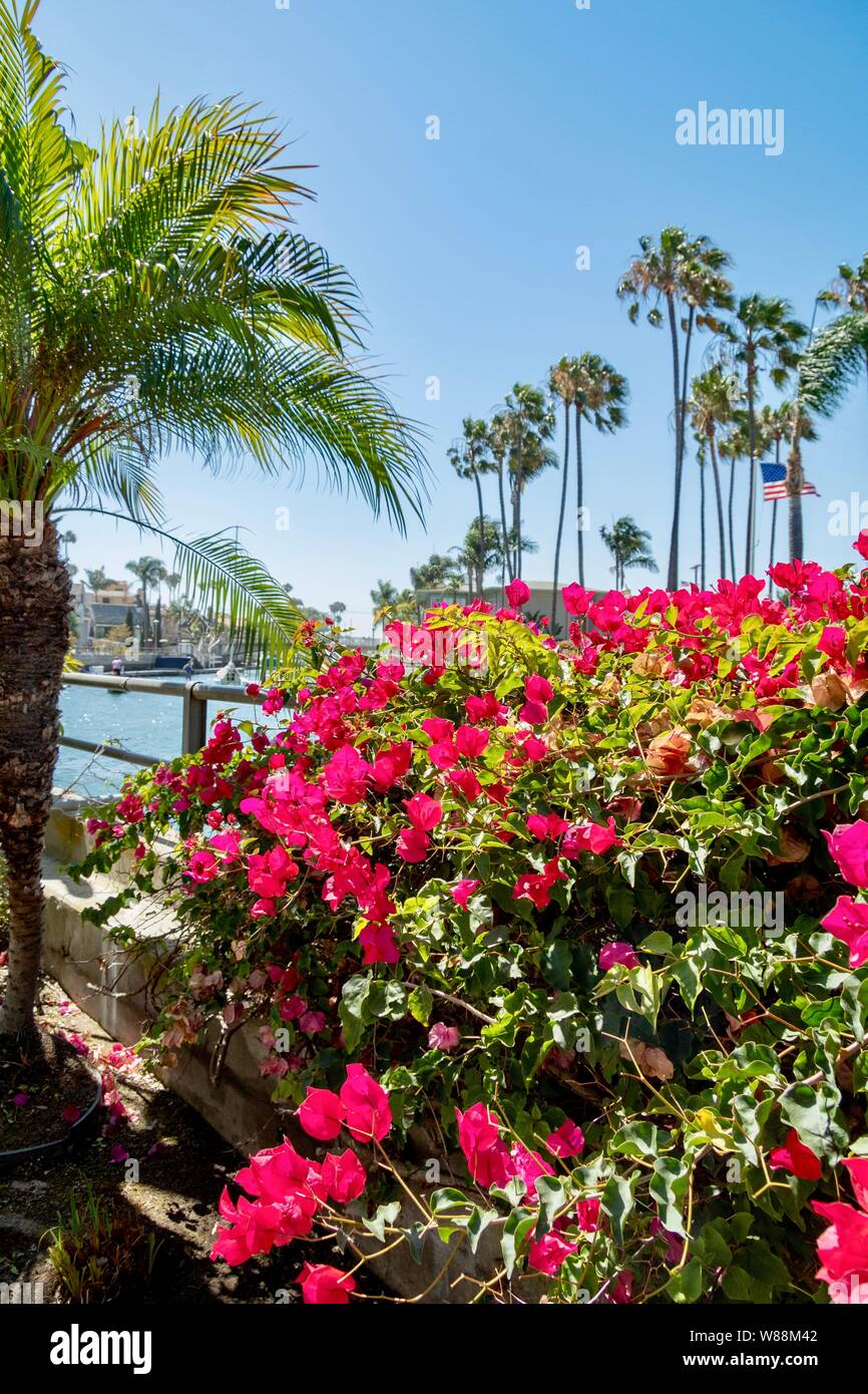 Walkway and tropical plants hi-res stock photography and images - Alamy