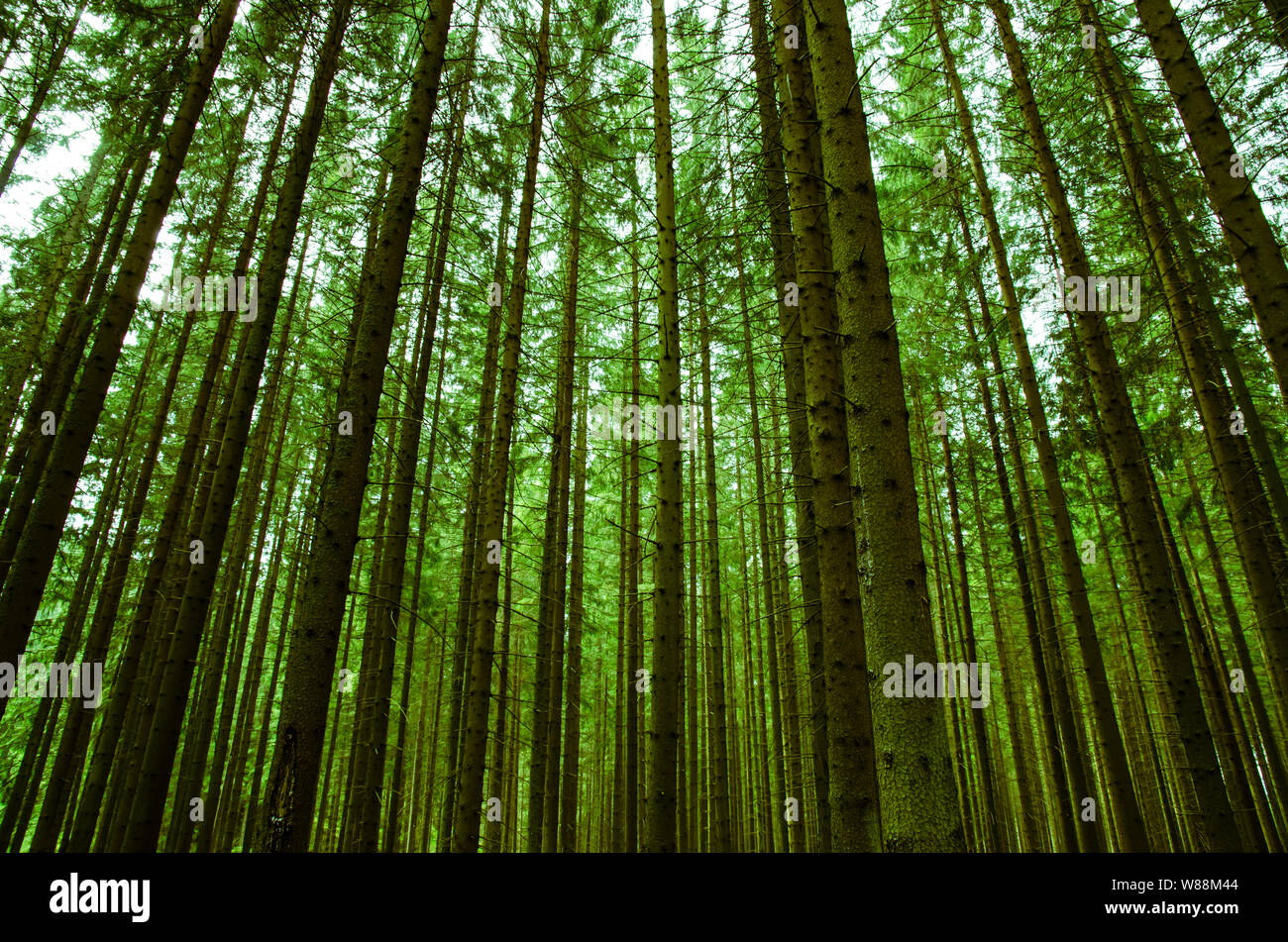 high trees in green forrest Stock Photo - Alamy