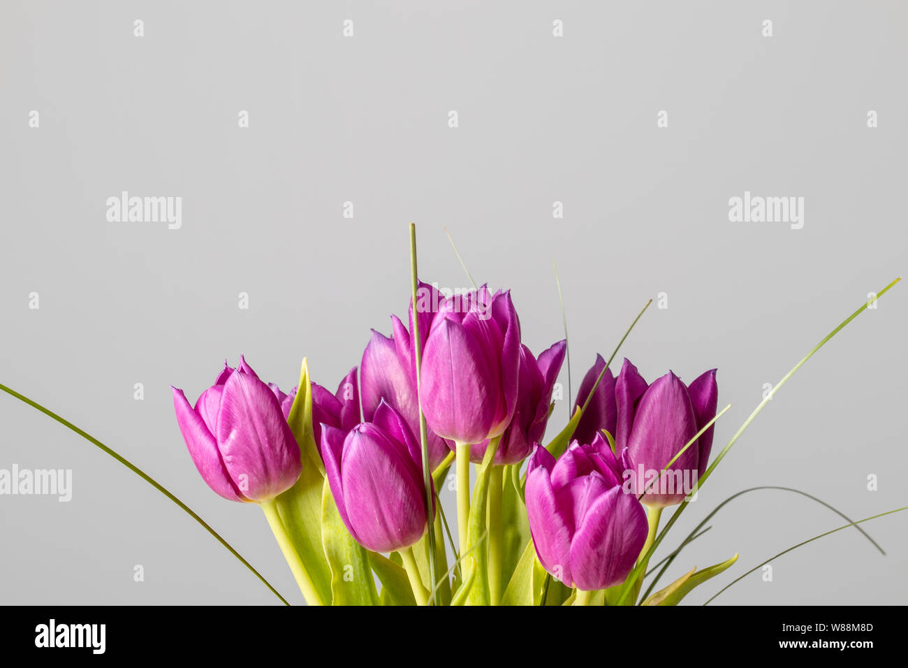 Purple tulip flowers bouquet on a grey background Stock Photo - Alamy