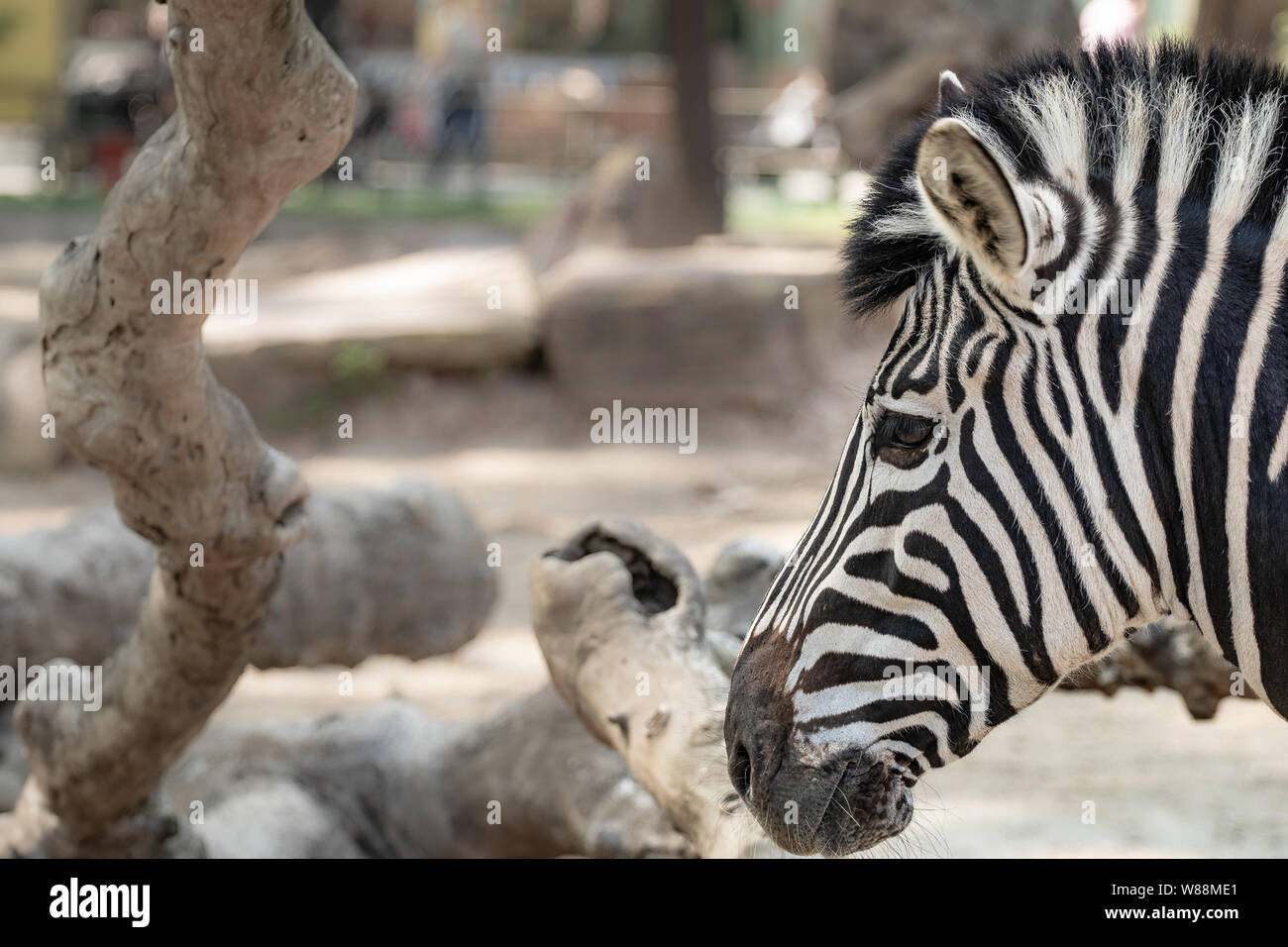 Zebra wild animal head hi-res stock photography and images - Alamy