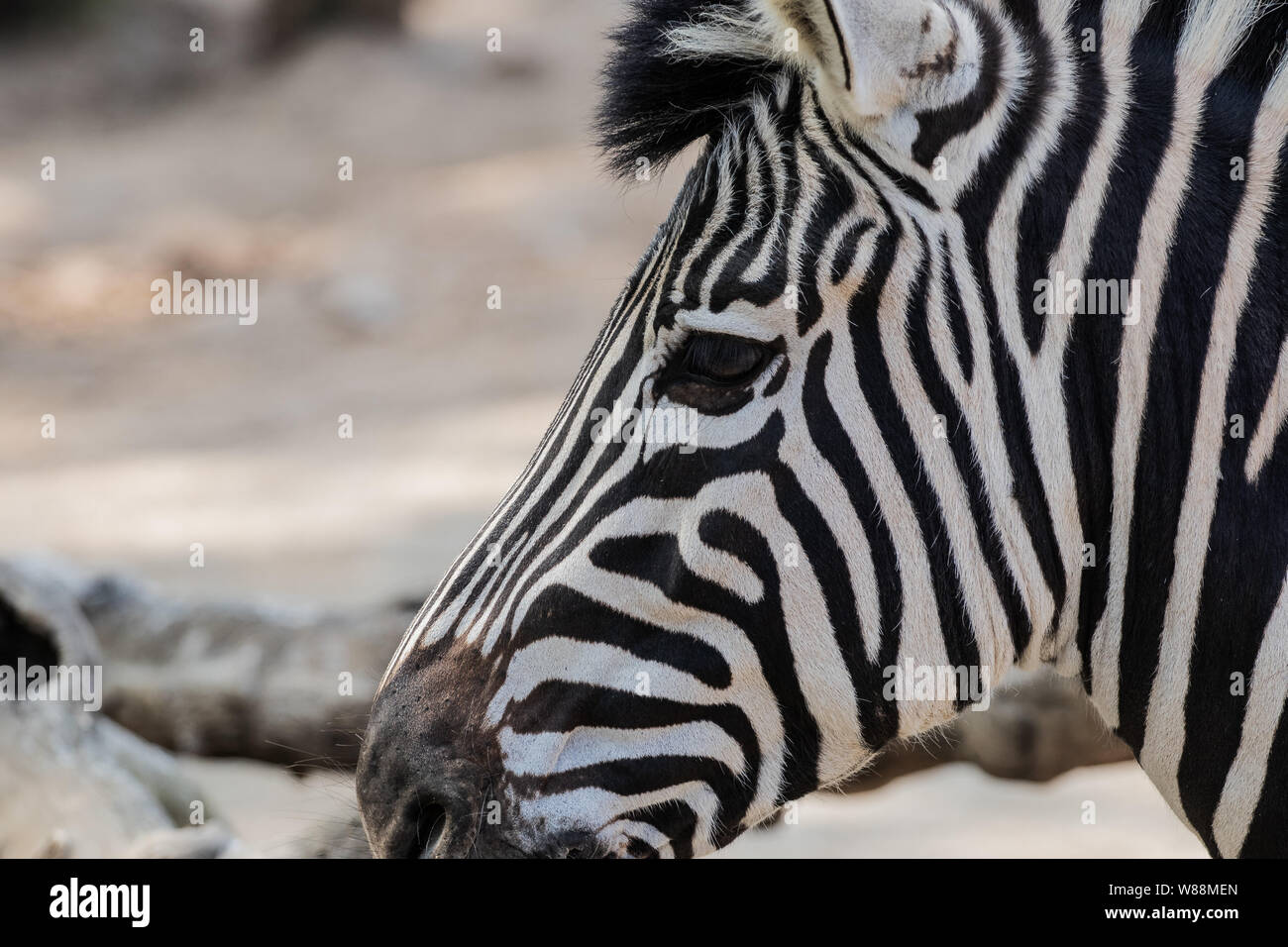 Zebra wild animal head portrait Stock Photo - Alamy