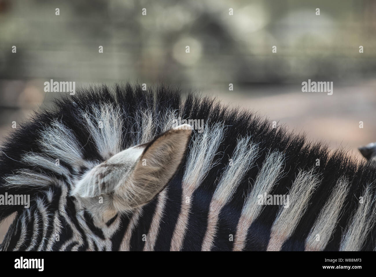 Striped head and neck hi-res stock photography and images - Alamy