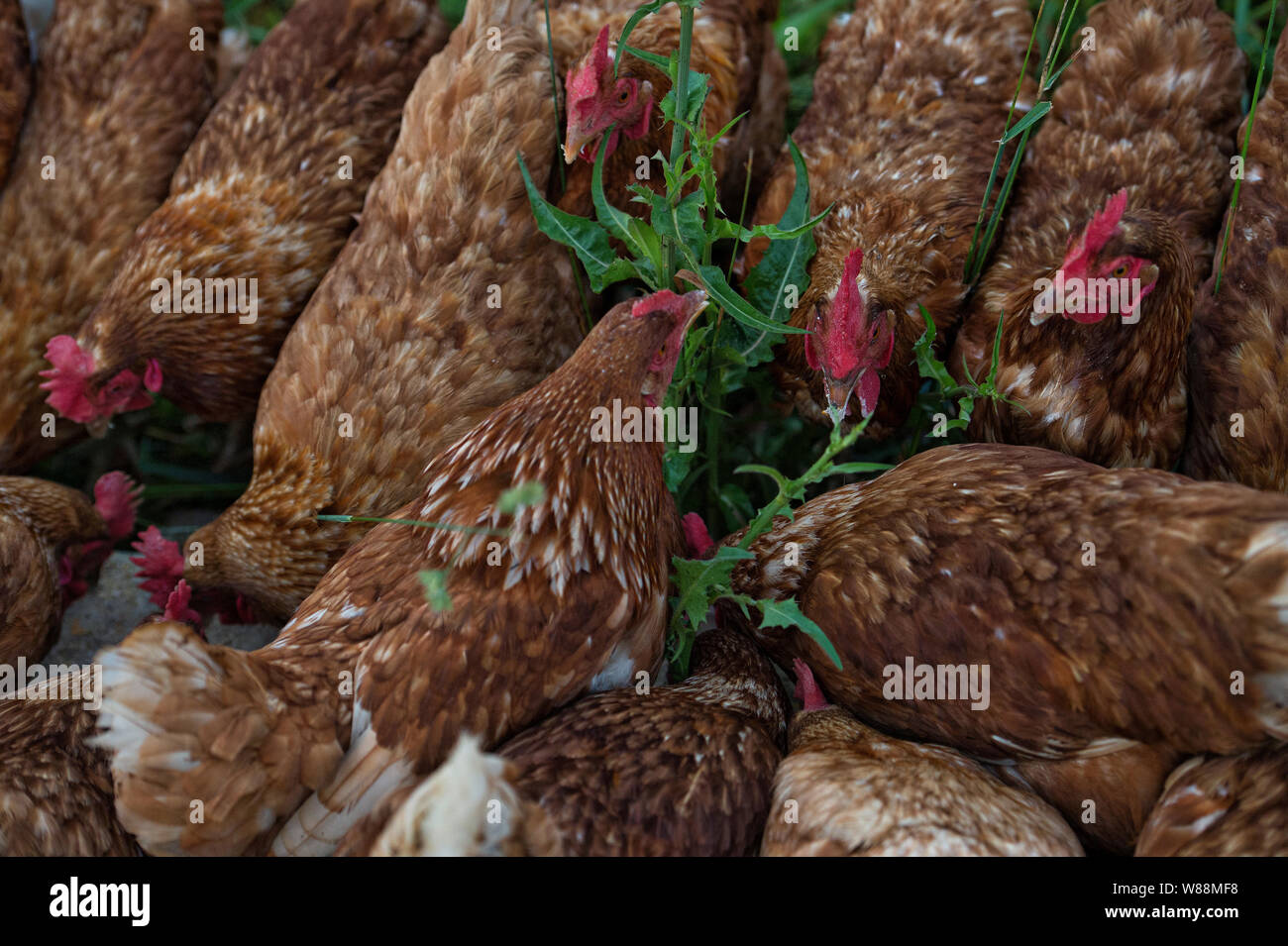 UNITED STATES - June 7, 2019: Red Star chickens at Georges Mill family ...