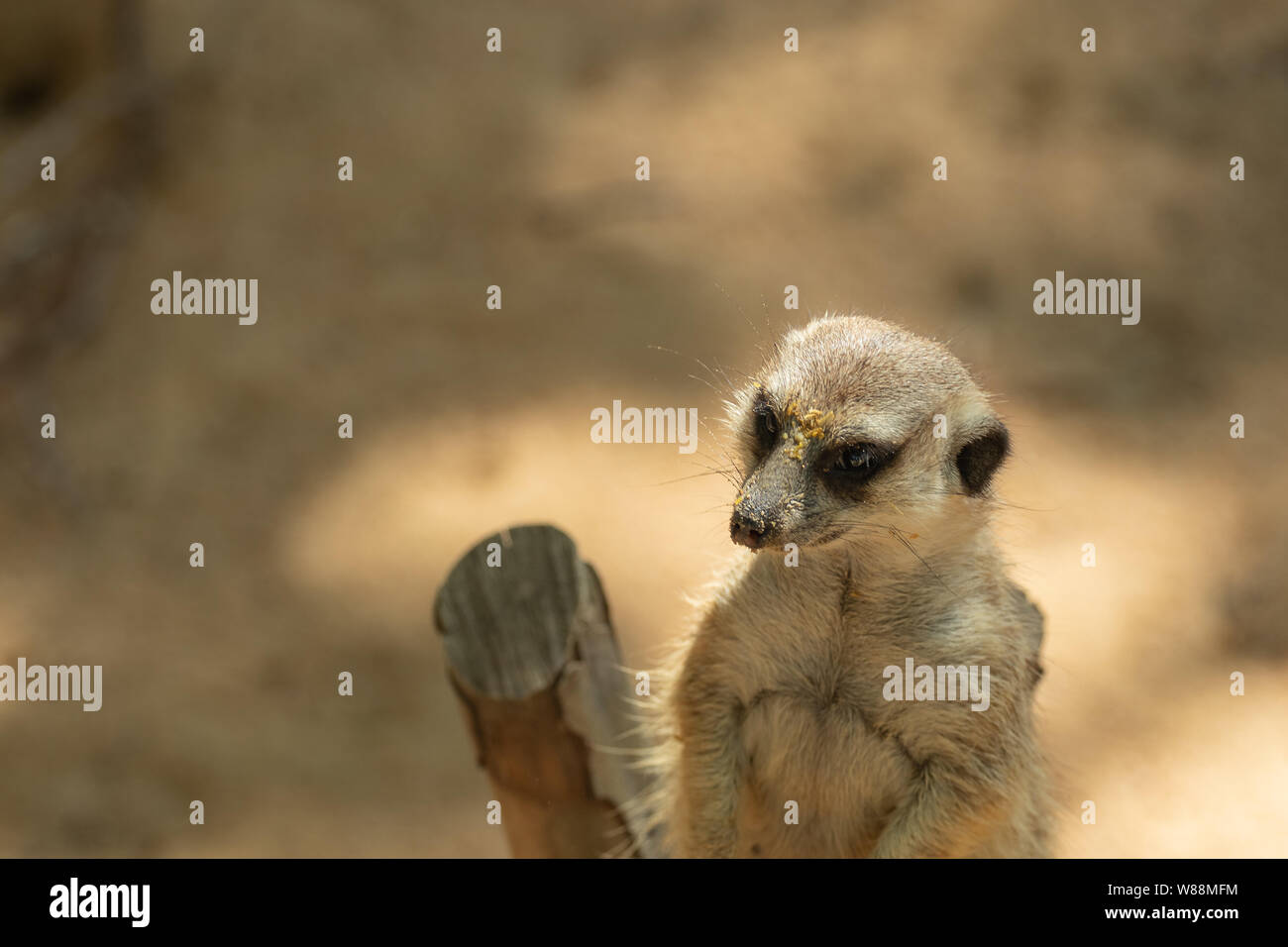 Cute meerkat portrait on a wildlife scene Stock Photo - Alamy