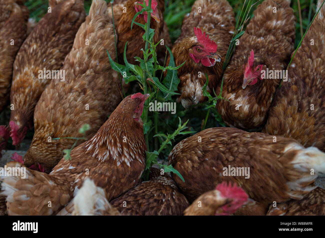 UNITED STATES - June 7, 2019: Red Star chickens at Georges Mill family ...