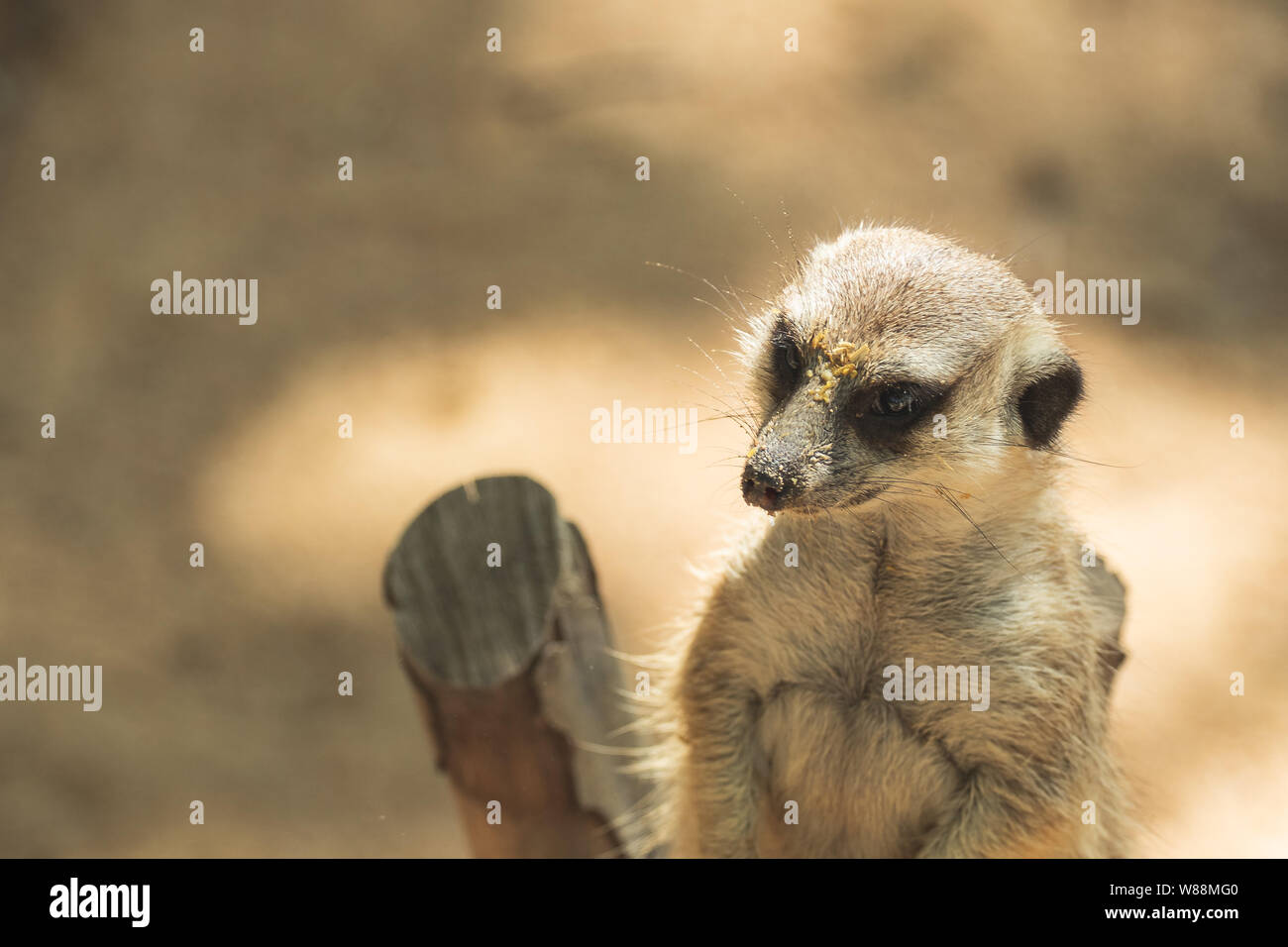 Cute meerkat portrait on a wildlife scene Stock Photo - Alamy