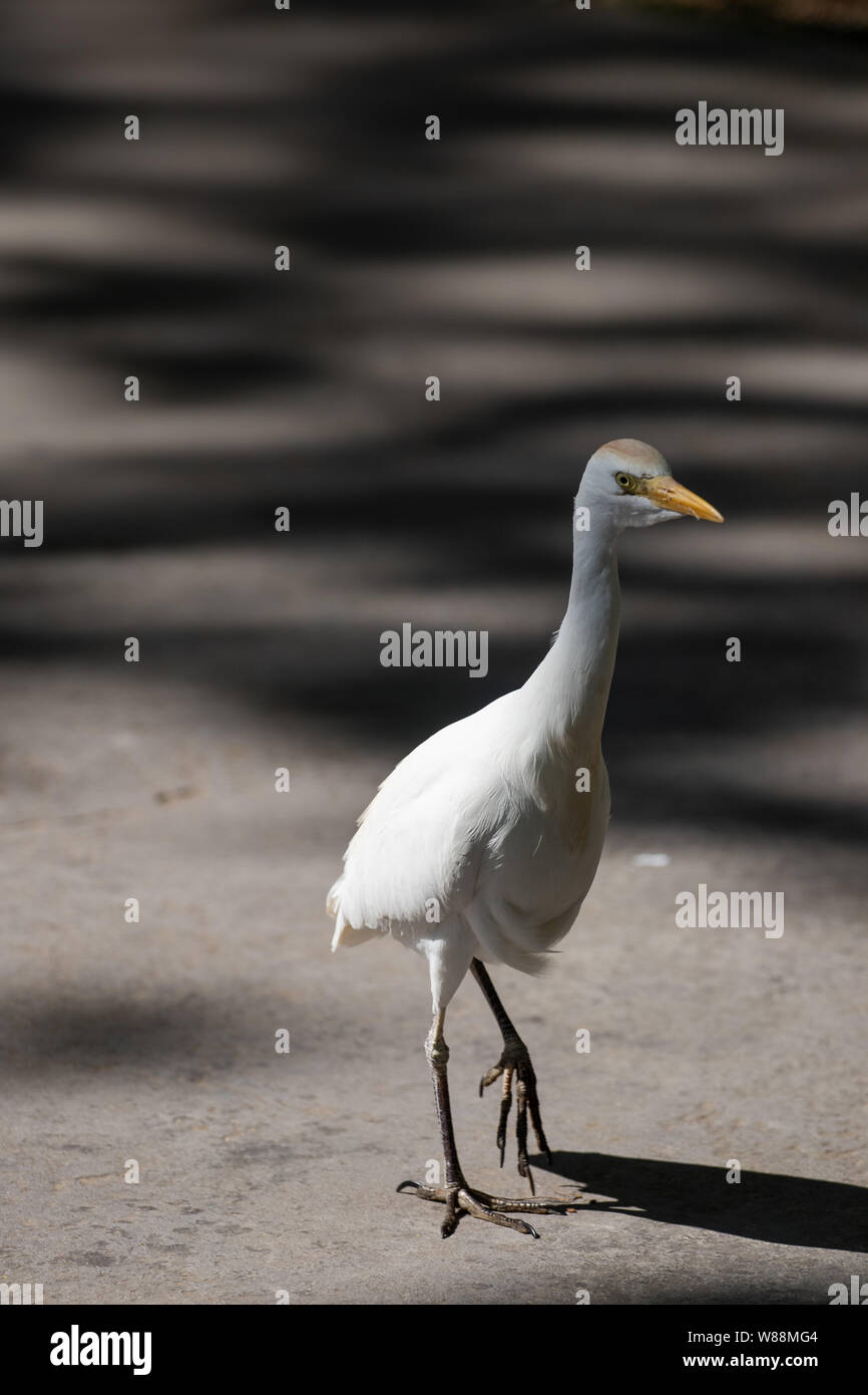 White exotic cute bird portrait Stock Photo - Alamy
