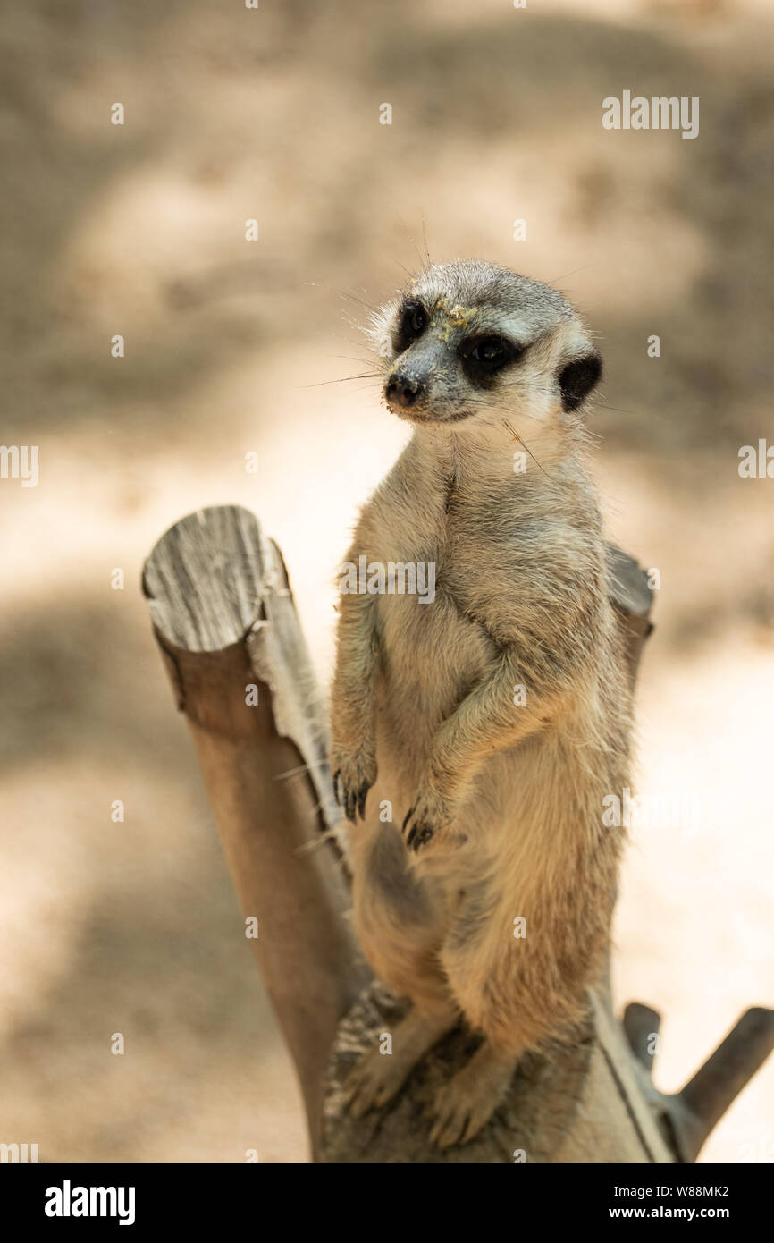 Cute meerkat portrait on a wildlife scene Stock Photo - Alamy