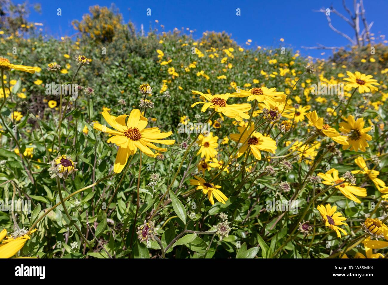 Yellow spring wildflowers hi-res stock photography and images - Alamy