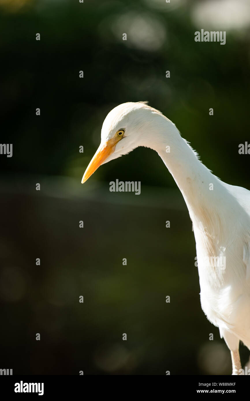 White exotic cute bird portrait Stock Photo - Alamy