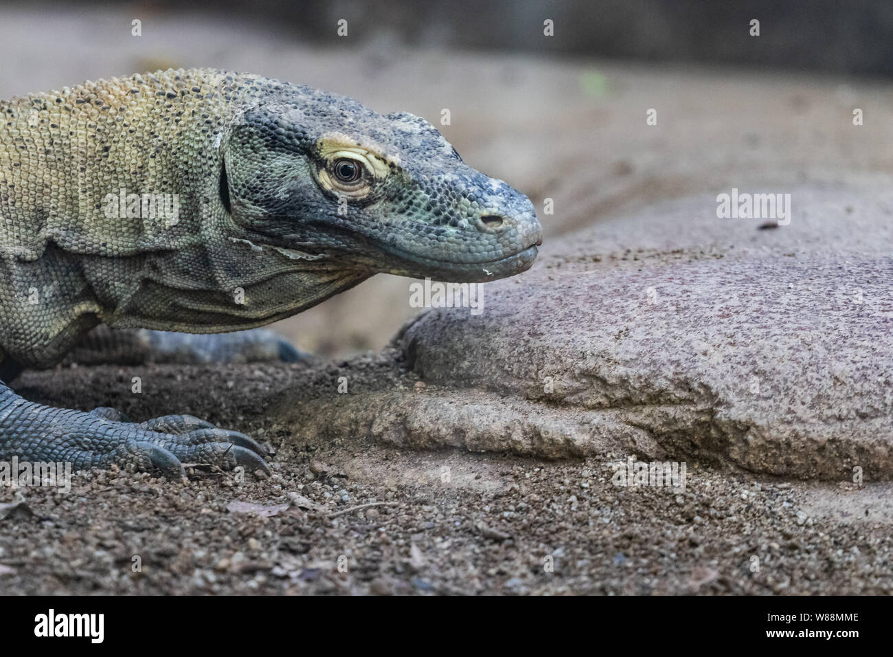 Komodo dragon head hi-res stock photography and images - Alamy
