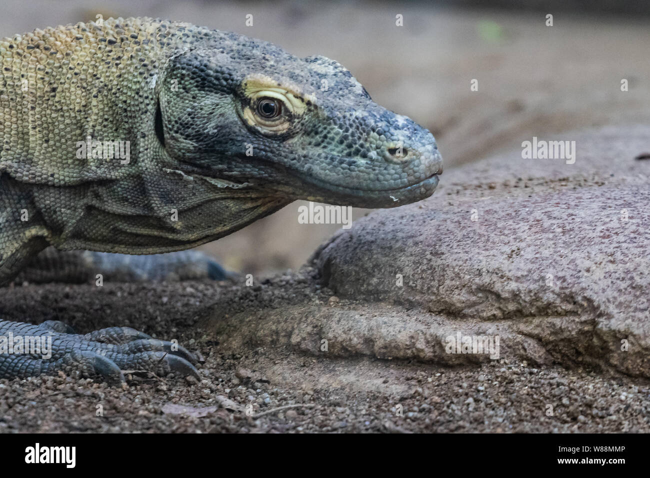 Scary komodo dragon hi-res stock photography and images - Alamy
