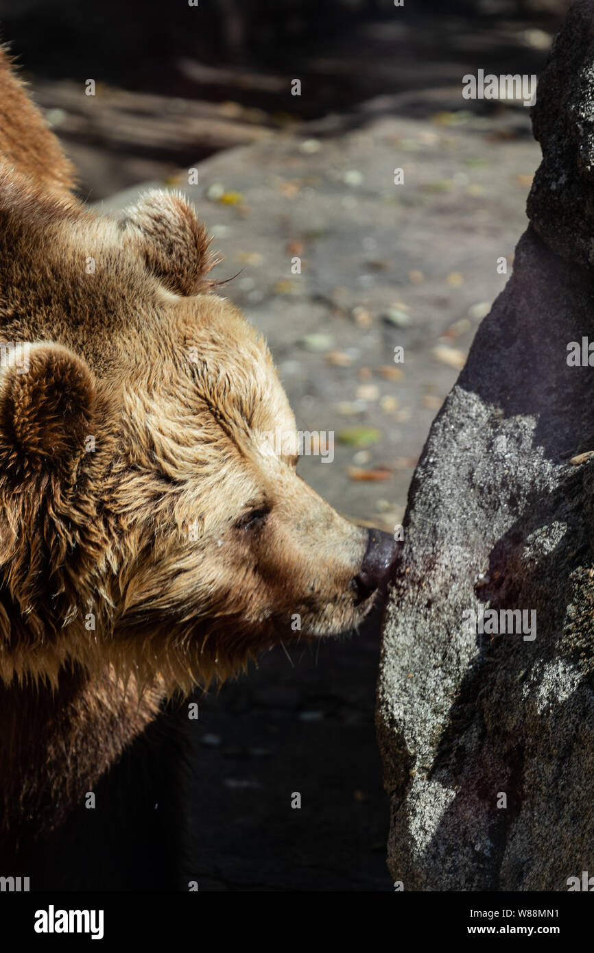 Big brown bear smelling a rock Stock Photo - Alamy