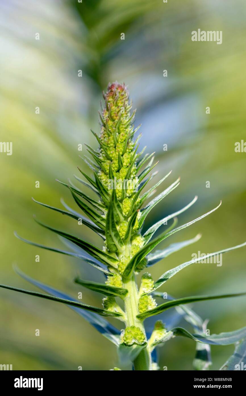 Flora of madeira hi-res stock photography and images - Alamy