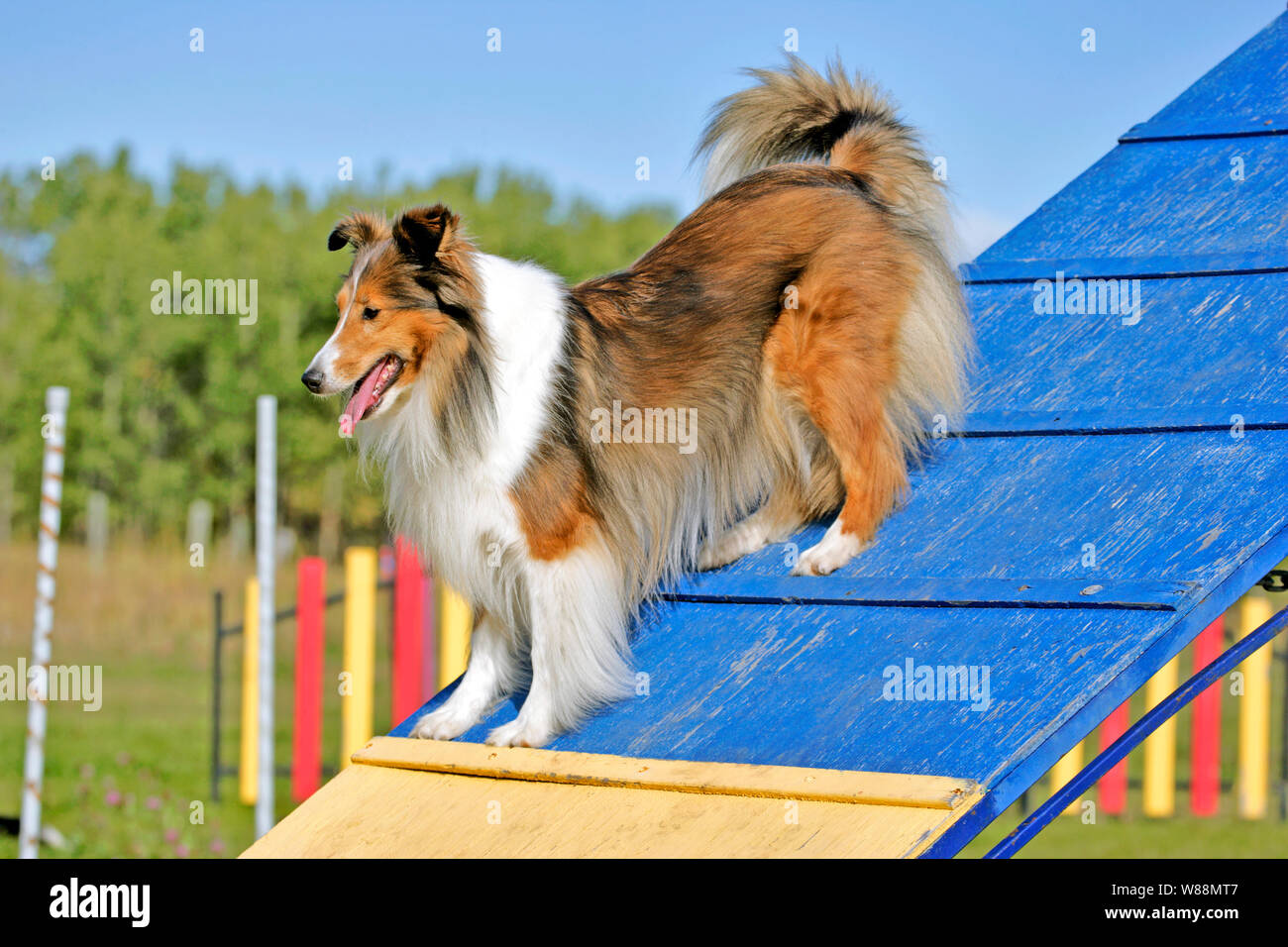 Shetland Sheepdog standing on obstacle during agility training Stock ...