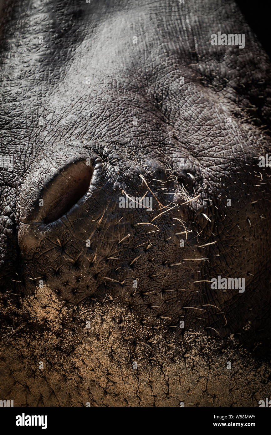 Hippo nose hi-res stock photography and images - Alamy
