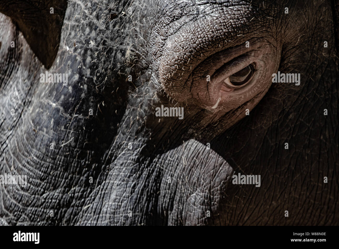 Macro hippopotamus hi-res stock photography and images - Alamy