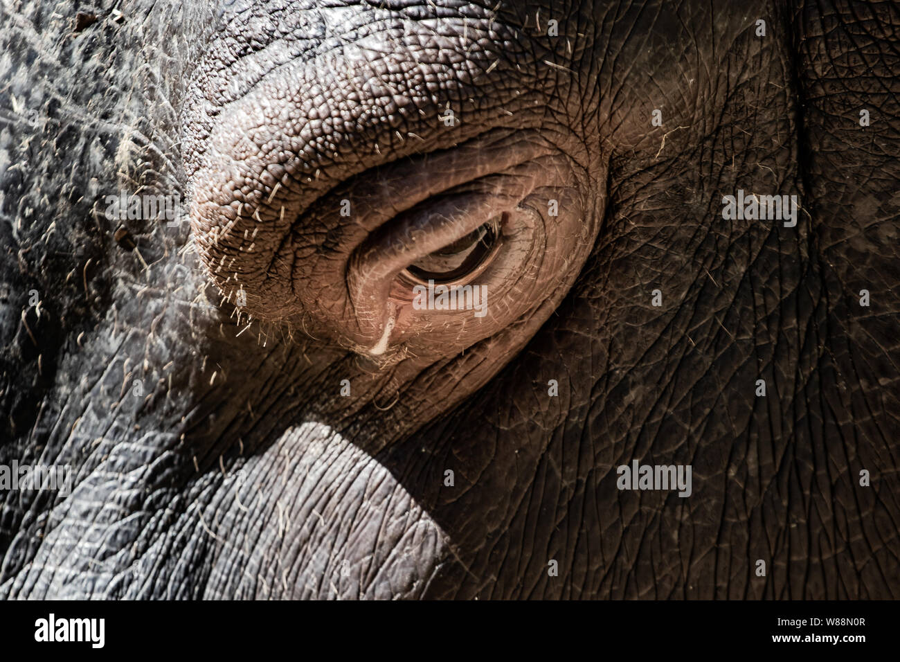 Hippo eye close hi-res stock photography and images - Alamy